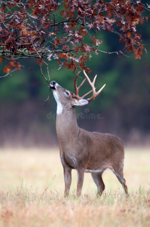 White Tailed Deer Fawn Lying Down Looking Straight Stock Photo - Image ...