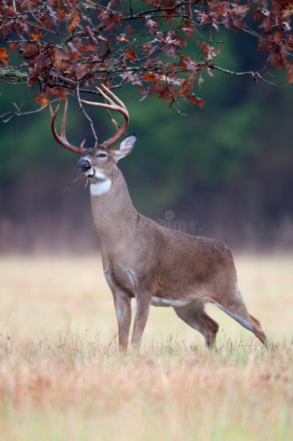 White-tailed Deer Buck Rut Behavior Stock Photo - Image of reproduction ...