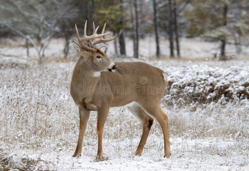 A White-tailed Deer Buck Standing in the Field in the Winter Snow in ...
