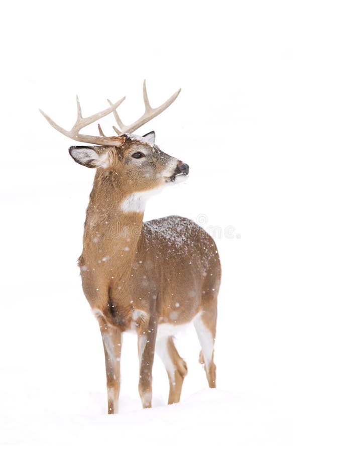 Buck isolated stock photo. Image of fall, animal, points - 4995982