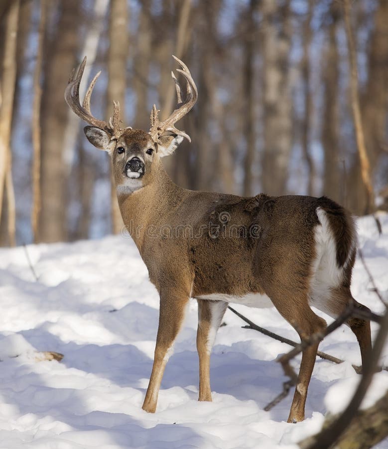 White-tailed Deer Buck in Winter with Tree Rubs Stock Image - Image of ...