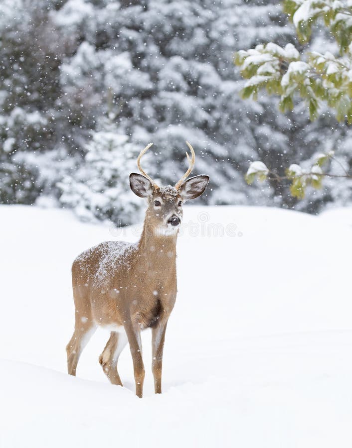 A White-tailed Deer Buck Walking in the Falling Snow in Canada Stock ...
