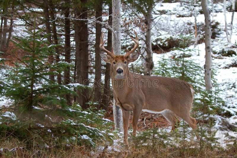 A White-tailed Deer Buck Walking in the Falling Snow in Late Autumn ...