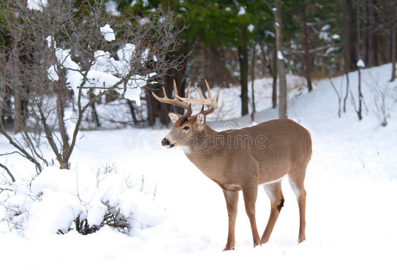 White-tailed Deer Buck in Winter Stock Photo - Image of calm, mist ...