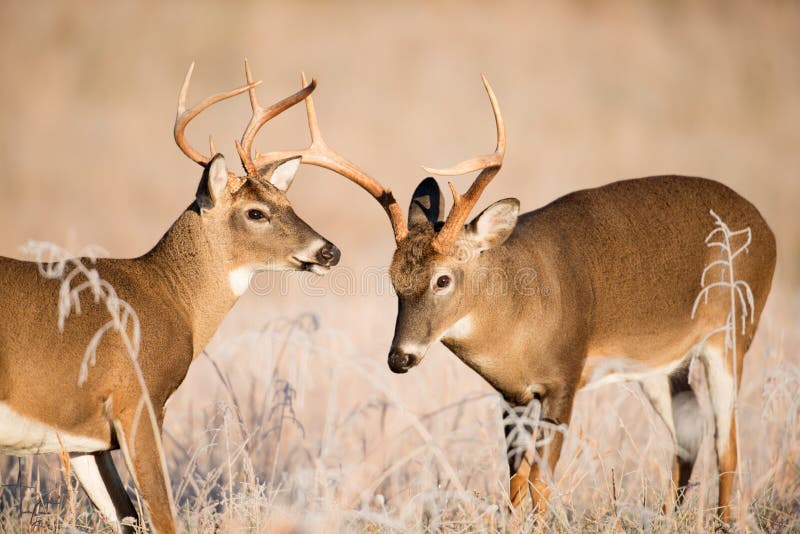148 Two Bucks Fighting Stock Photos - Free & Royalty-Free Stock Photos ...