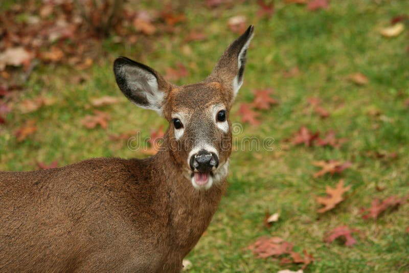 White Tailed Deer Button Buck Eating Stock Image - Image of grass ...