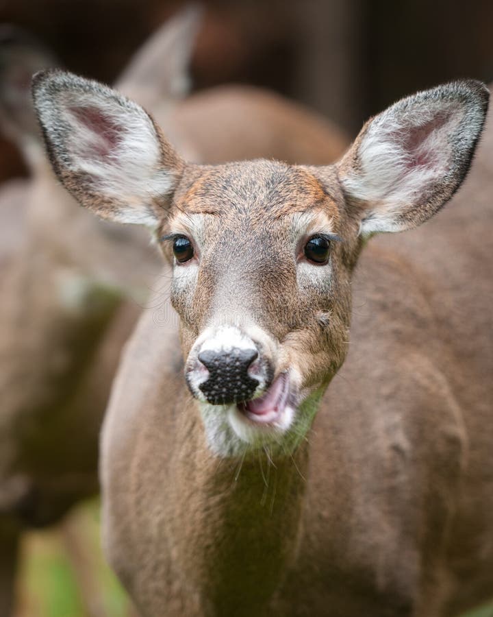 White Tailed Deer Chewing stock photo. Image of eyes - 31910336