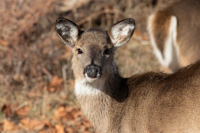 White-tailed Deer Closeup stock image. Image of antlered - 352379081