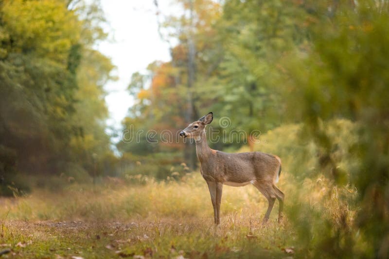 White-tailed Deer Doe in Forest Clearing Stock Image - Image of ...