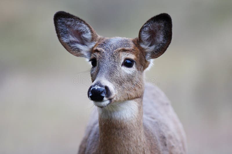 White-tailed Deer Doe Portrait Stock Image - Image of whitetail, tailed ...