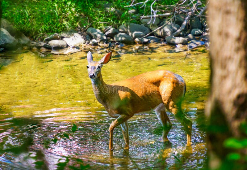 White Tailed Deer Doe and Fawn in Stream Stock Image - Image of white ...