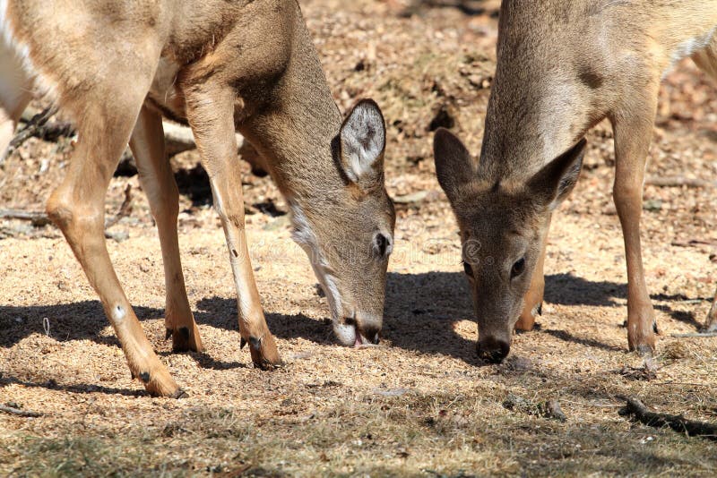White-tailed Deer stock image. Image of ears, whitetail - 51875939