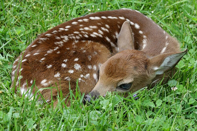 2,182 Baby White Tailed Deer Stock Photos - Free & Royalty-Free Stock ...