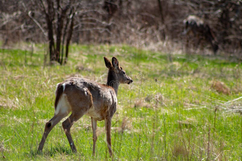 White-tailed Deer Fawn in the Forest in Canada Stock Image - Image of ...
