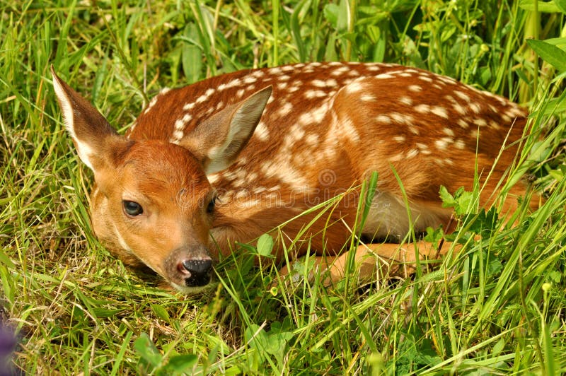 Hiding Fawn stock image. Image of fawn, trees, brown - 19944989