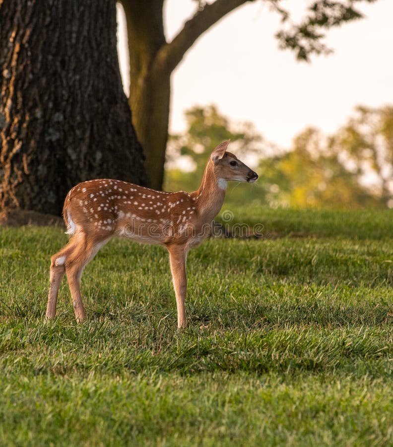 White-tailed Deer Buck Rut Behavior Stock Photo - Image of chewing ...