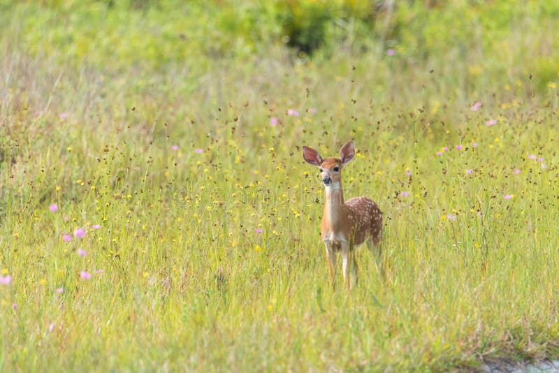 White Tailed Deer Fawn Playing in the Tall Grass Stock Image - Image of ...