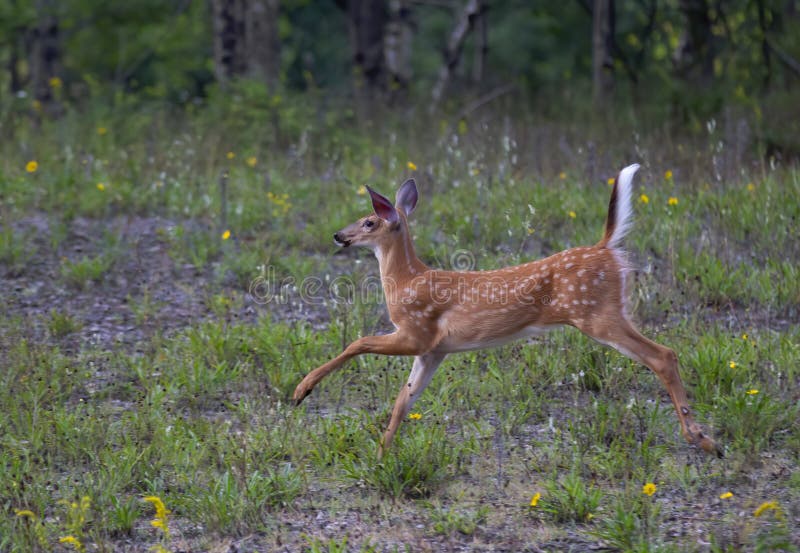 A White-tailed Deer Fawn Running in the Forest in Ottawa, Canada Stock ...