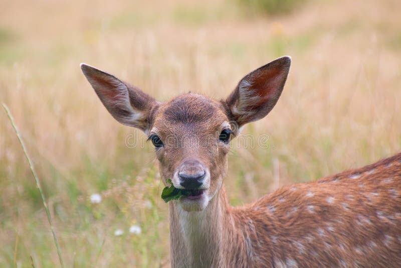 White-tailed Deer Fawn with Spots Eating a Leaf Stock Photo - Image of ...