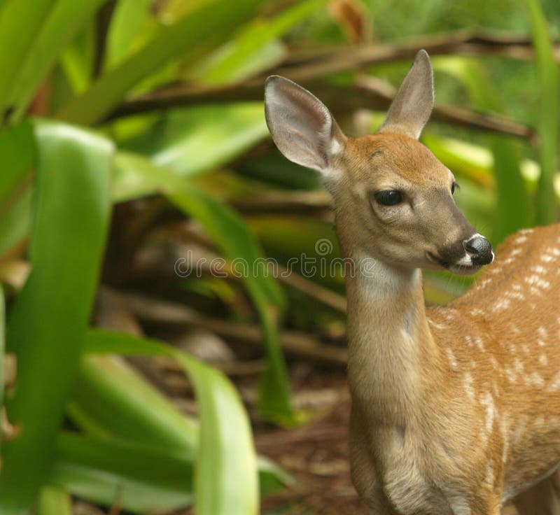 White Tailed Deer Fawn Lying Down Looking Straight Stock Photo - Image ...