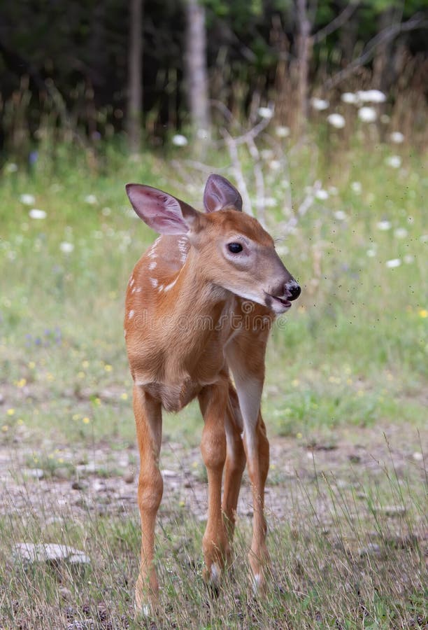 A White-tailed Deer Fawn Walking through the Meadow in Canada Stock ...