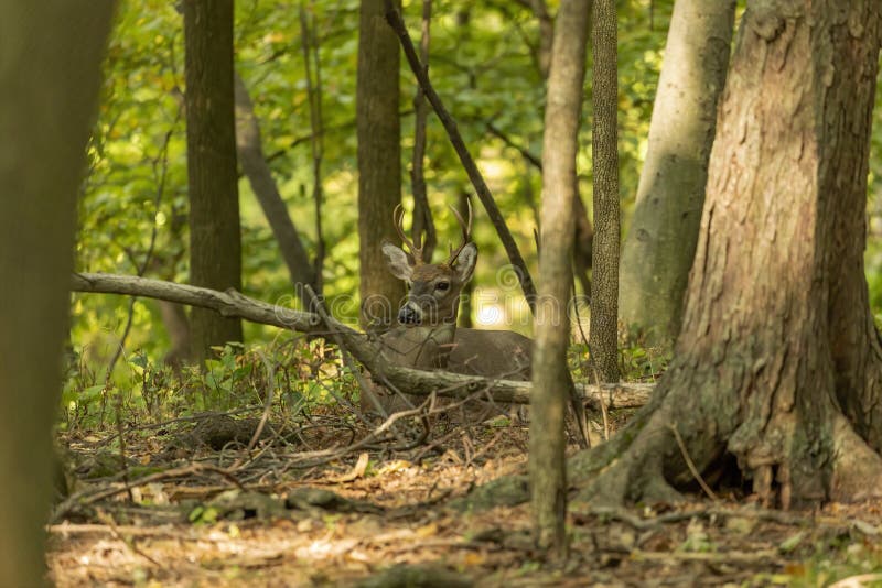 The White -tailed Deer in the Forest Stock Photo - Image of area ...
