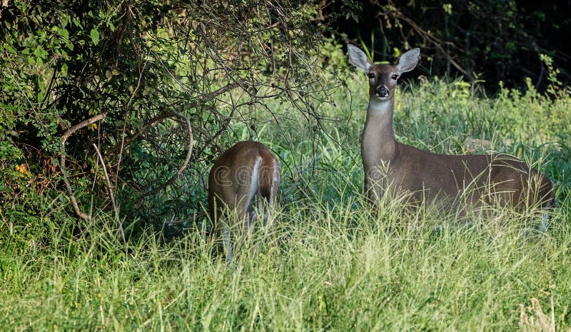 White Tailed Deer Grazing Forest Foleage Stock Image - Image of buck ...