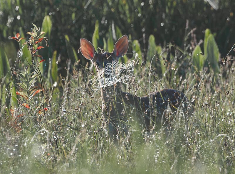 White Tailed Deer Hiding Being Spider Web with Morning Dew Stock Photo ...