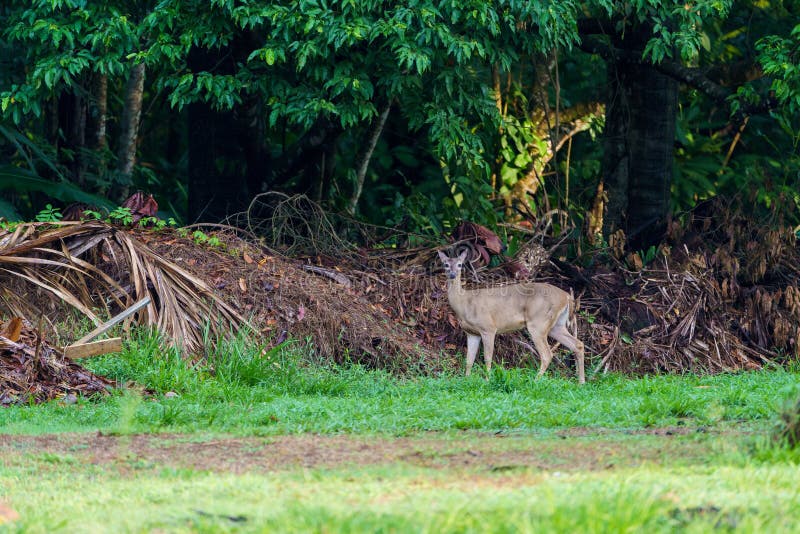 White-tailed Deer & X28;Odocoileus Virginianus& X29; in Costa Rica ...