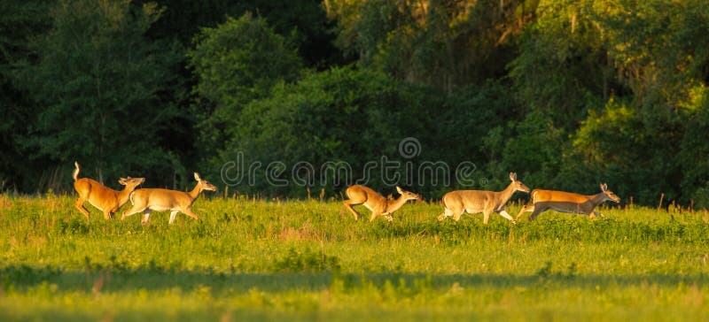 White Tailed Deer - Odocoileus Virginianus - Running through an Open ...