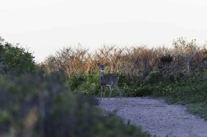 White-tailed Deer on path stock image. Image of westport - 79766343
