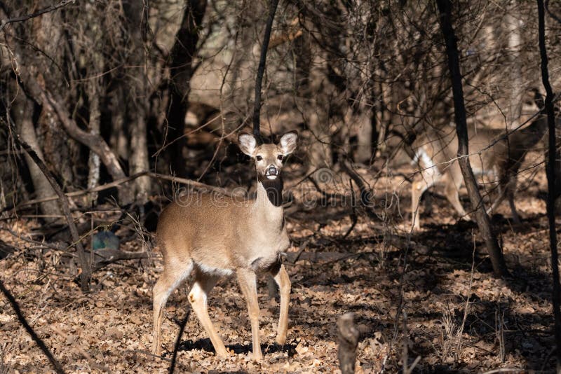 White-tailed Deer Pausing As it Walks through a Clearing Stock Image ...