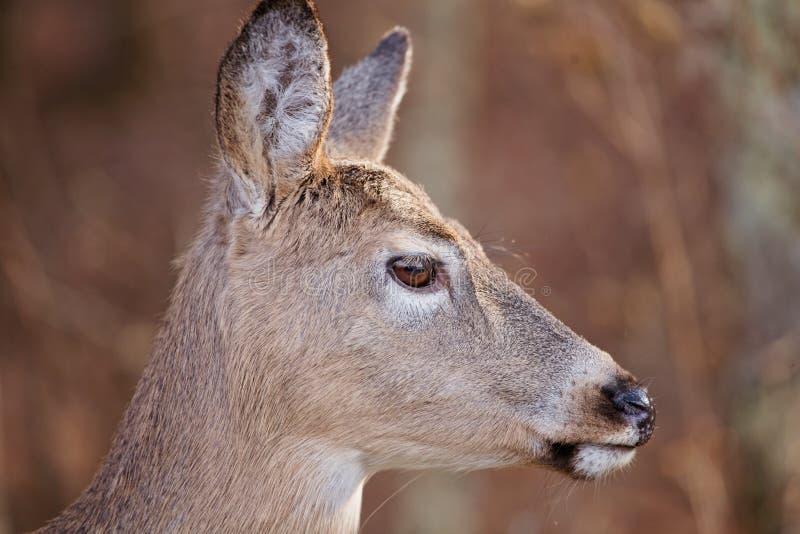 White Tailed Deer Profile stock image. Image of habitat - 28039439