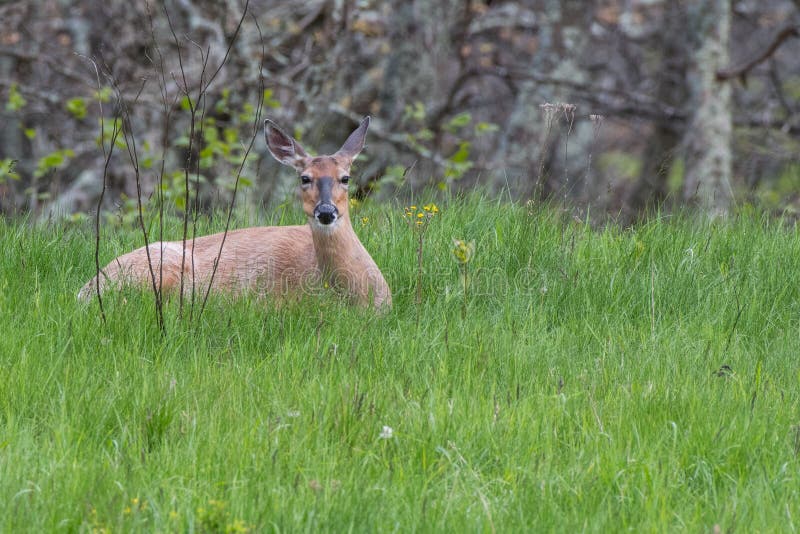 White Tailed Deer Resting in Tall Green Grass Stock Photo - Image of ...