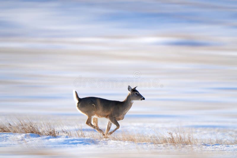 White-tailed Deer Running in Snowy Field Stock Image - Image of motion ...
