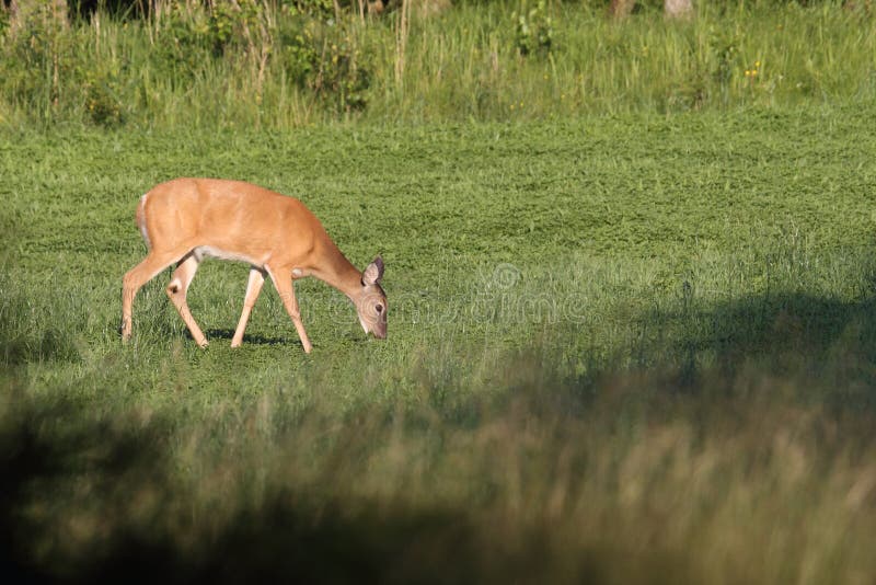 White-tailed Deer Rutting Season Stock Image - Image of mule, trophy ...