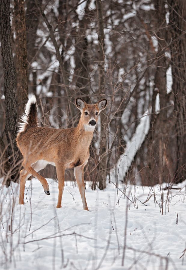 White-Tailed Deer in Snowy Woods - Tail Up Stock Image - Image of white ...