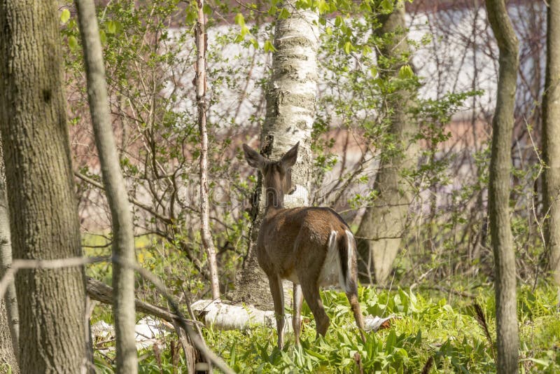 White-tailed Deer in Spring Forest. Stock Image - Image of park ...