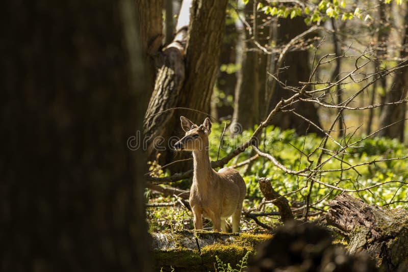 White-tailed Deer in Spring Forest. Stock Photo - Image of hunting ...
