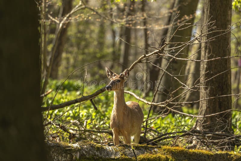 White-tailed Deer in Spring Forest. Stock Image - Image of cute ...