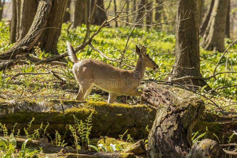 White-tailed Deer in Spring Forest. Stock Photo - Image of fauna ...