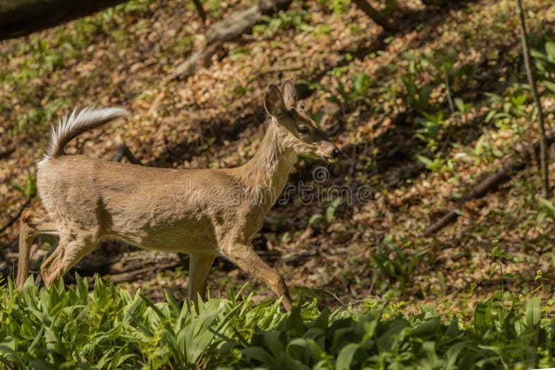 White-tailed Deer in Spring Forest. Stock Photo - Image of habitat ...
