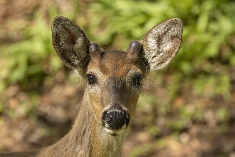 White-tailed Deer in Spring Forest. Stock Image - Image of flora ...