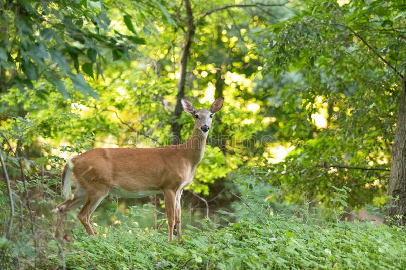 White-tailed Deer Standing in Forest Stock Photo - Image of deer ...