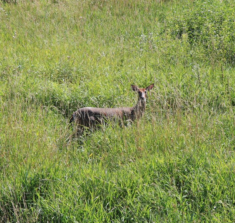 White tailed deer stock photo. Image of minnesota, america - 33454610
