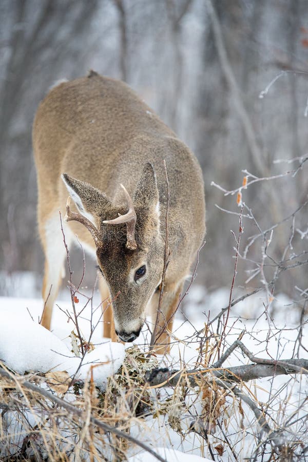 A Deer that is in the Snow with Some Kind of Branches Stock Photo ...