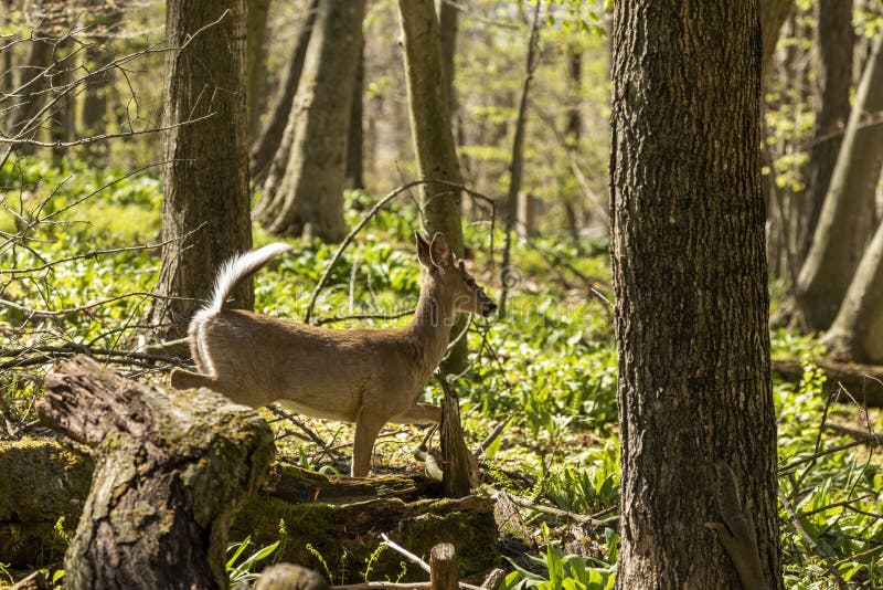 White Tailed Deer in State Park in Wisconsin. Stock Photo - Image of ...