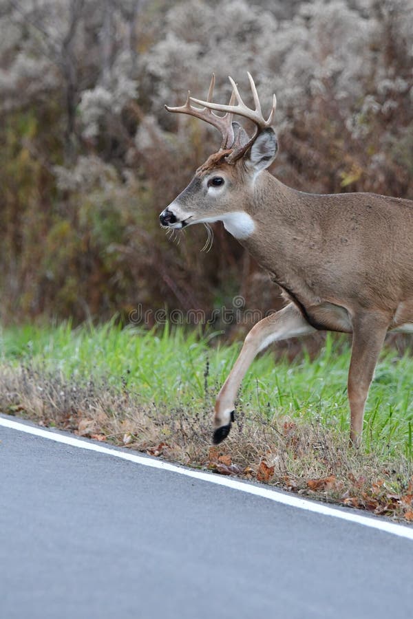 White Tailed Deer Stepping Out Onto Road Stock Image - Image of animal ...