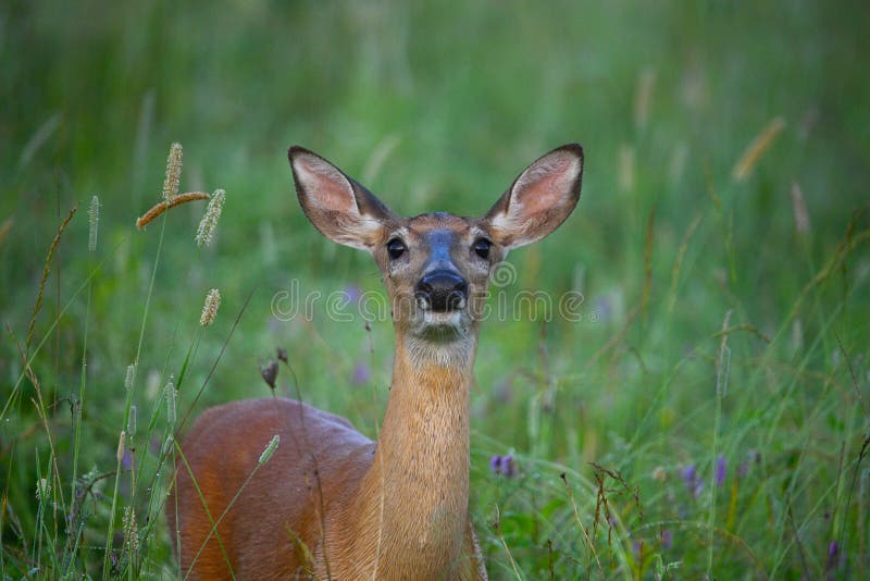 White Tailed Deer in a Summer Meadow Alert and Looking Around Stock ...