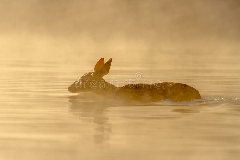 563 Deer Swimming Stock Photos - Free & Royalty-Free Stock Photos from ...